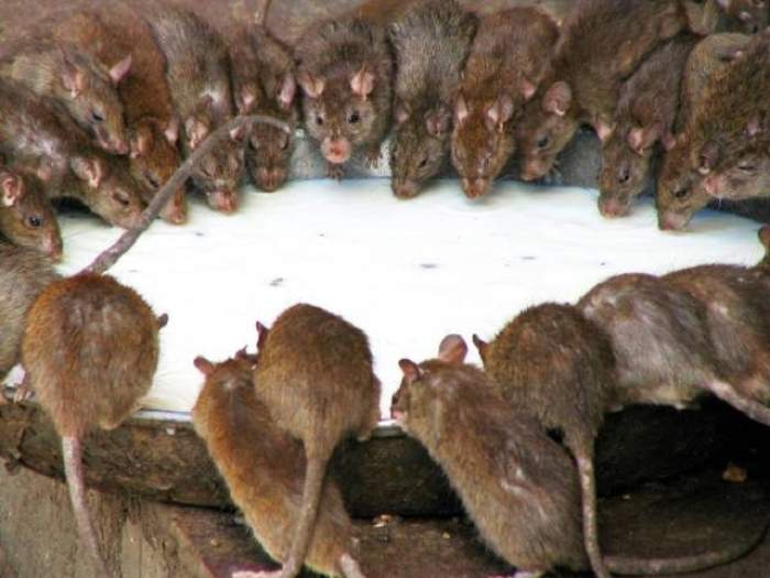 Epidemie de ciumă bubonică! 40 de oameni au murit, iar alte 80 de ...