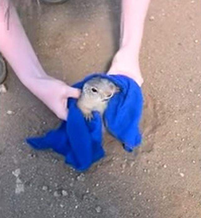 VIDEO / A mâncat prea mult şi a rămas blocat! Cum a fost salvat un ...