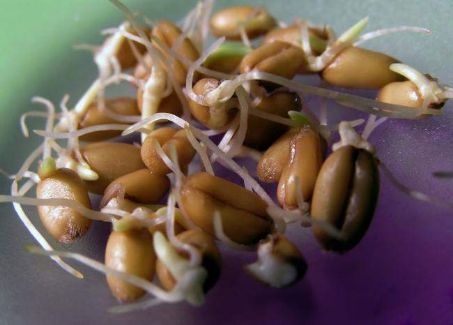 Grâul germinat, tratament pentru cancer! Efectele terapeutie ale ...