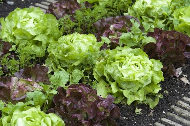 Criză de salată, în 2017. Planta, pe cale de dispariţie în Europa ...