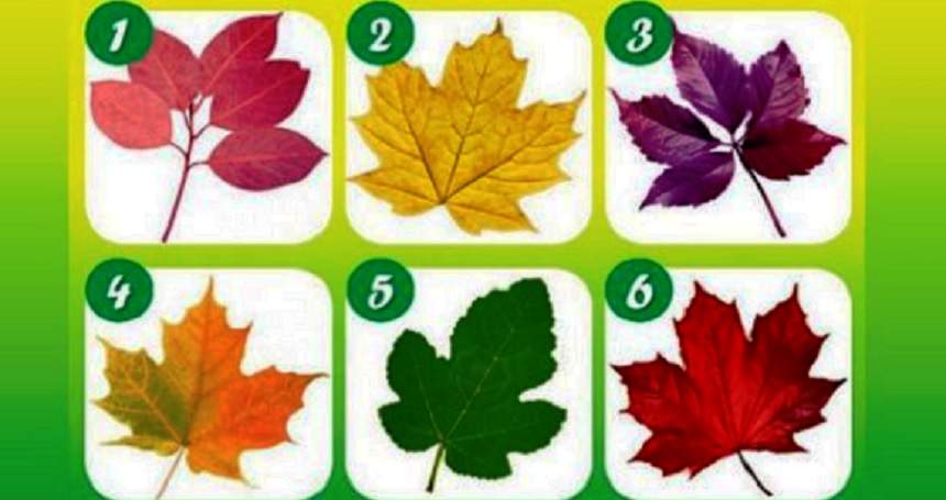 FOTO / Alege o frunză şi află la ce probleme de sănătate eşti expus ...