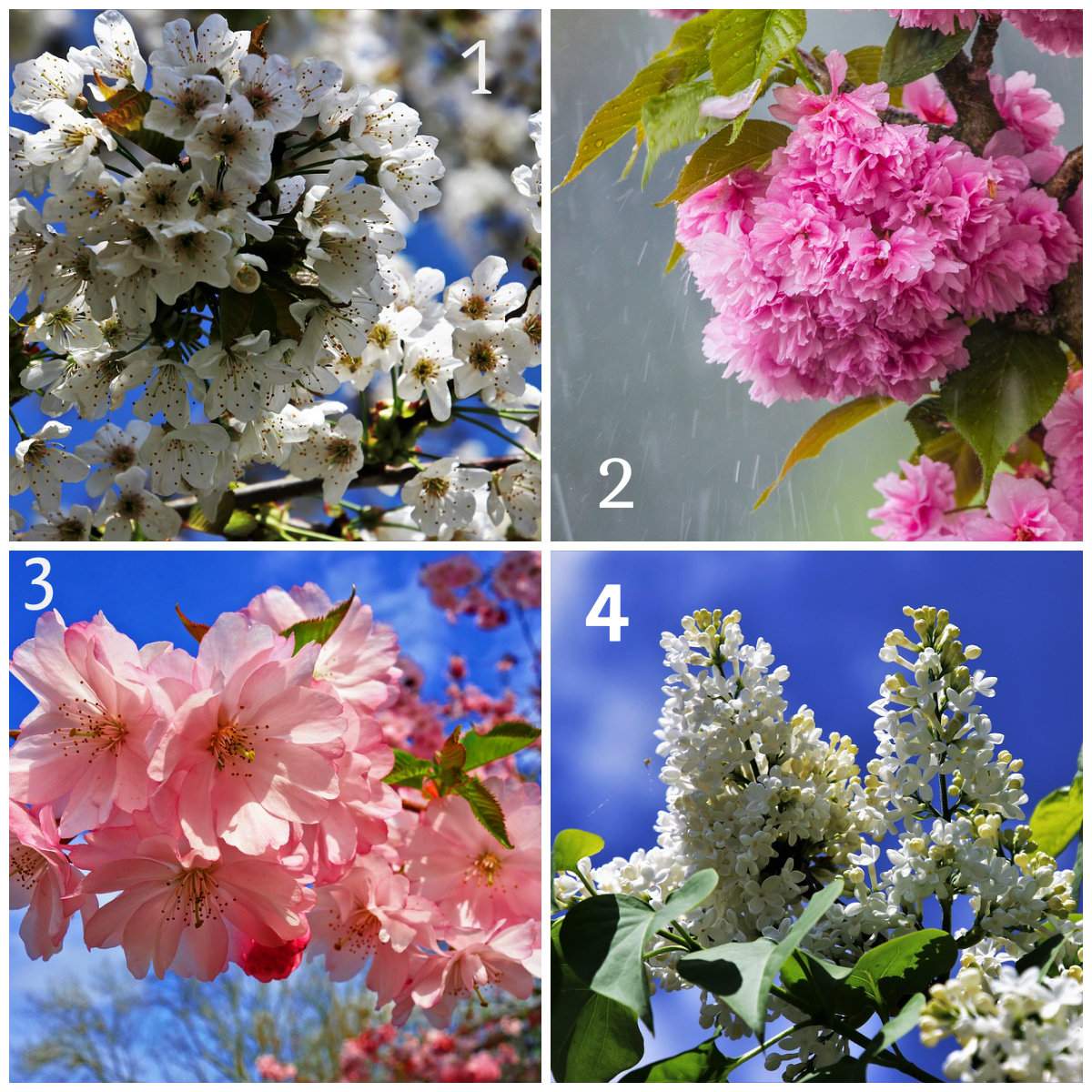 FOTO / TEST: Alege un copac înflorit și află ce destin vei avea ...