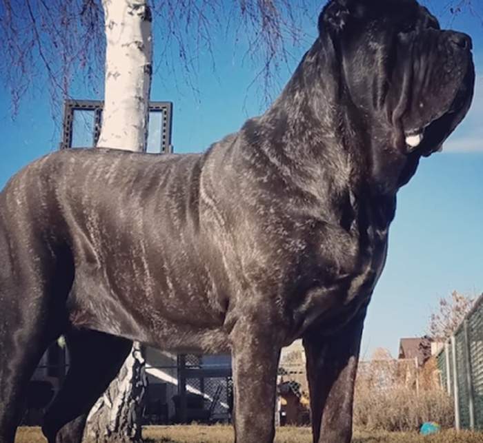 Acesta este cel mai mare "cățeluș" din lume! Nu o să-ți vină să crezi ...