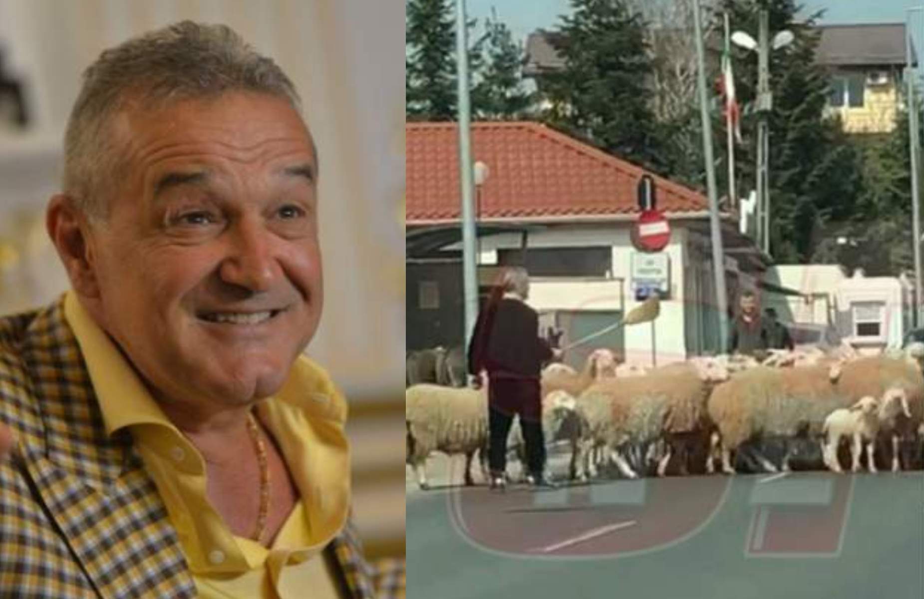 Oile lui Gigi Becali au fost furate. Hoții au plecat cu ele în ...