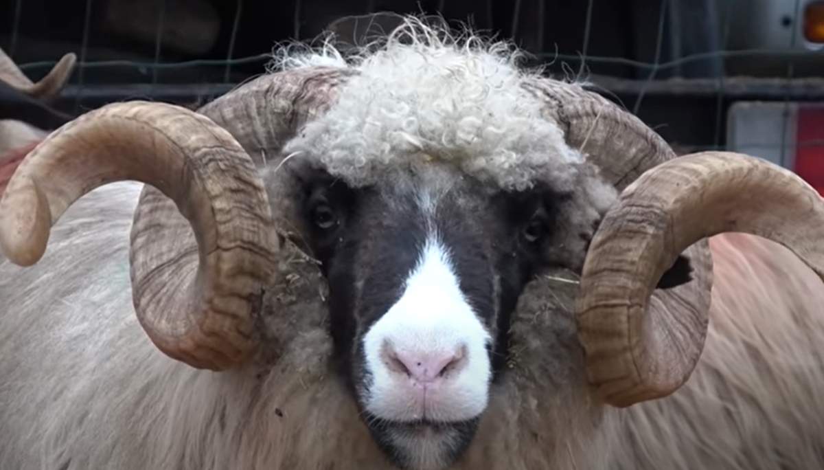 Un berbec a fost condamnat la închisoare după ce a omorât o femeie ...