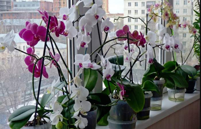 Ce trebuie să faci dacă orhideea nu mai înflorește. Trucuri care te vor ...