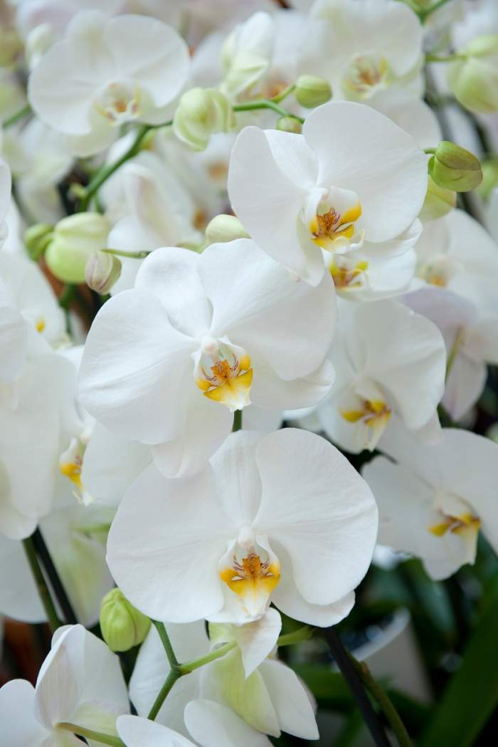 De ce nu înfloresc orhideele. Ce trebuie să faci ca să ai mereu flori ...