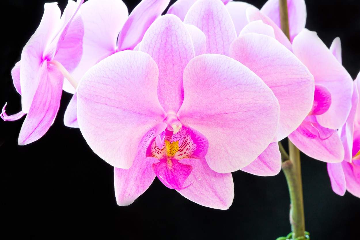 Ce semnifică când primești cadou o orhidee roz. Toți bărbații ar trebui ...
