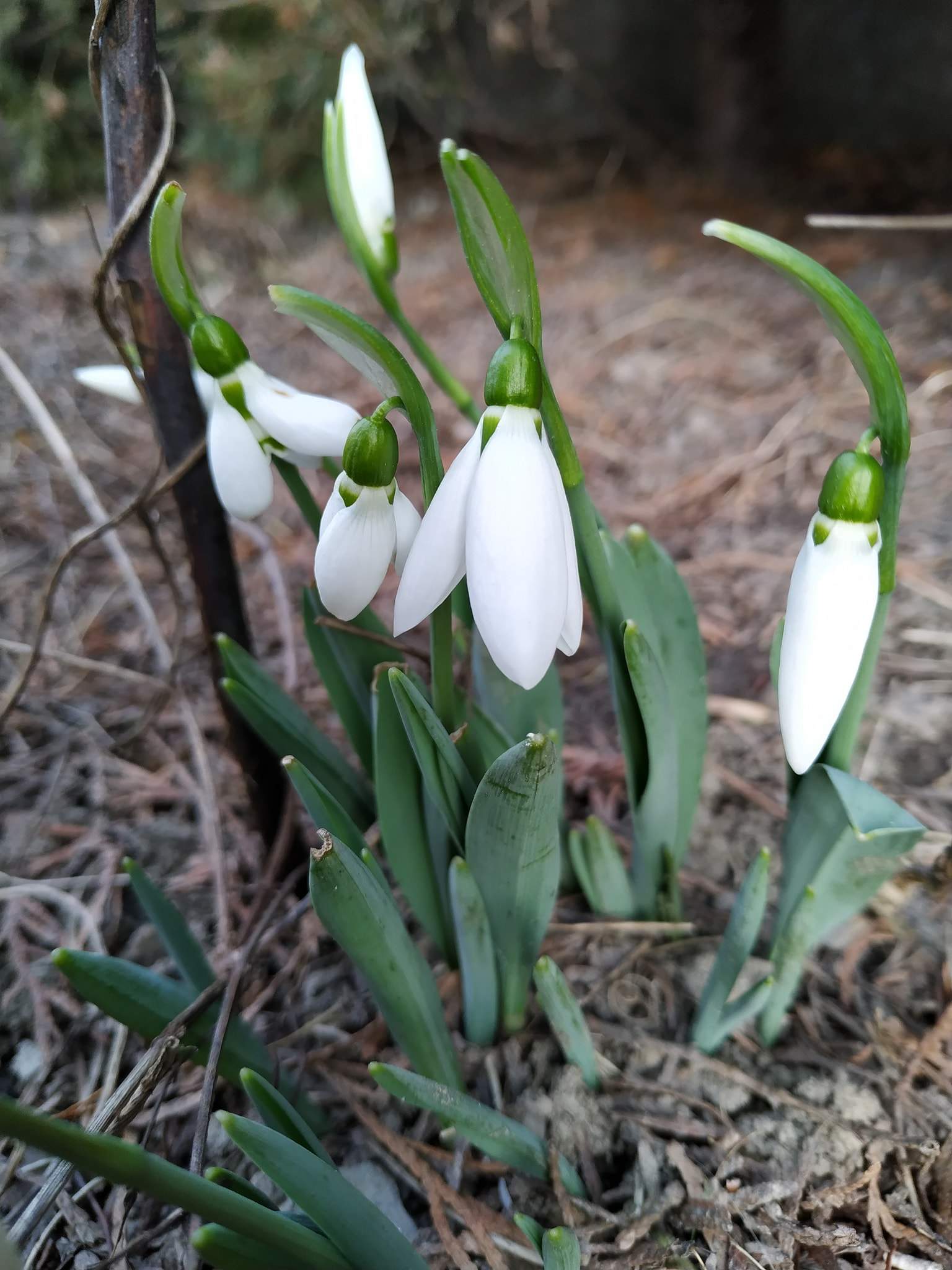 Cum să plantezi corect ghiocei. Metoda simplă pentru a avea cele mai ...