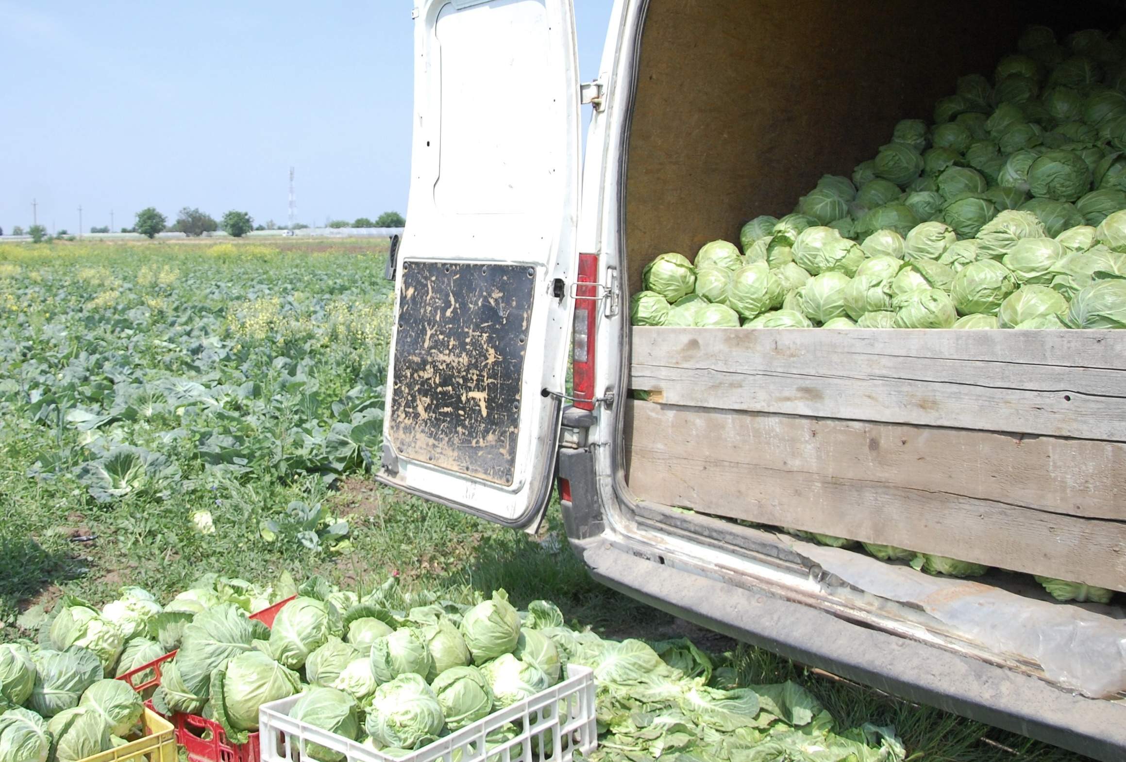Kilogramul de varză s-a scumpit. Cât a ajuns să coste acest aliment pe ...
