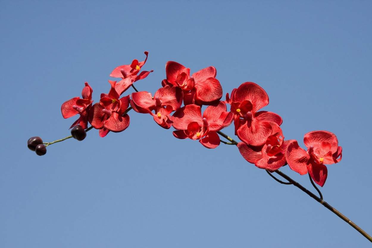 Ce semnificație spirituală au orhideele roșii. De ce să nu oferi aceste ...