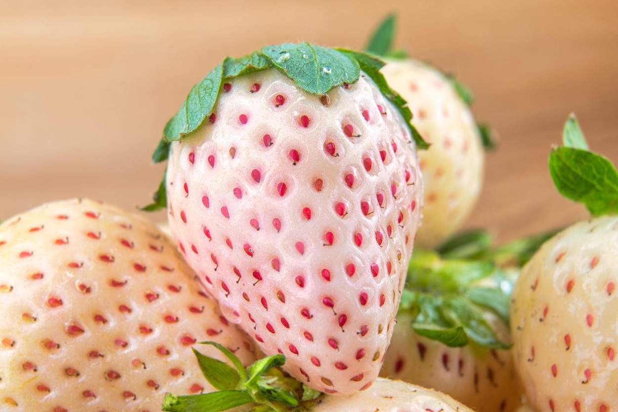 Cât costă căpșuna ananas și ce gust are. Specialiștii spun că acest ...