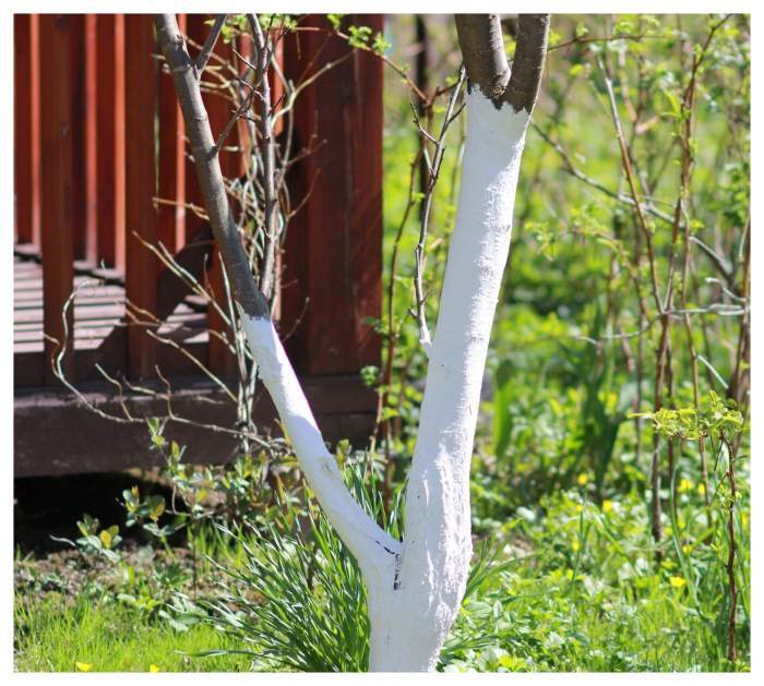 De ce trebuie neapărat să vopsești copacii cu var. Toată lumea face ...