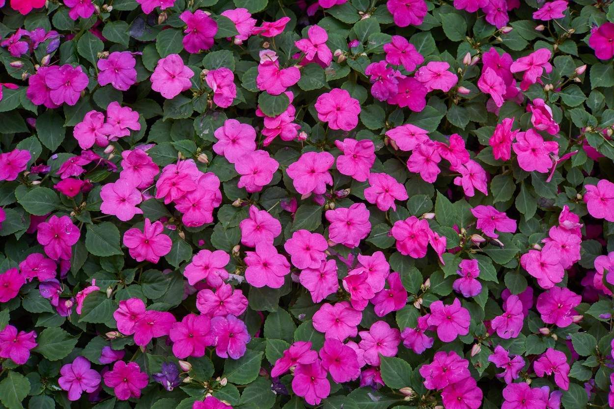 Unde se ține sporul casei, planta care aduce bunăstarea în căminul tău ...