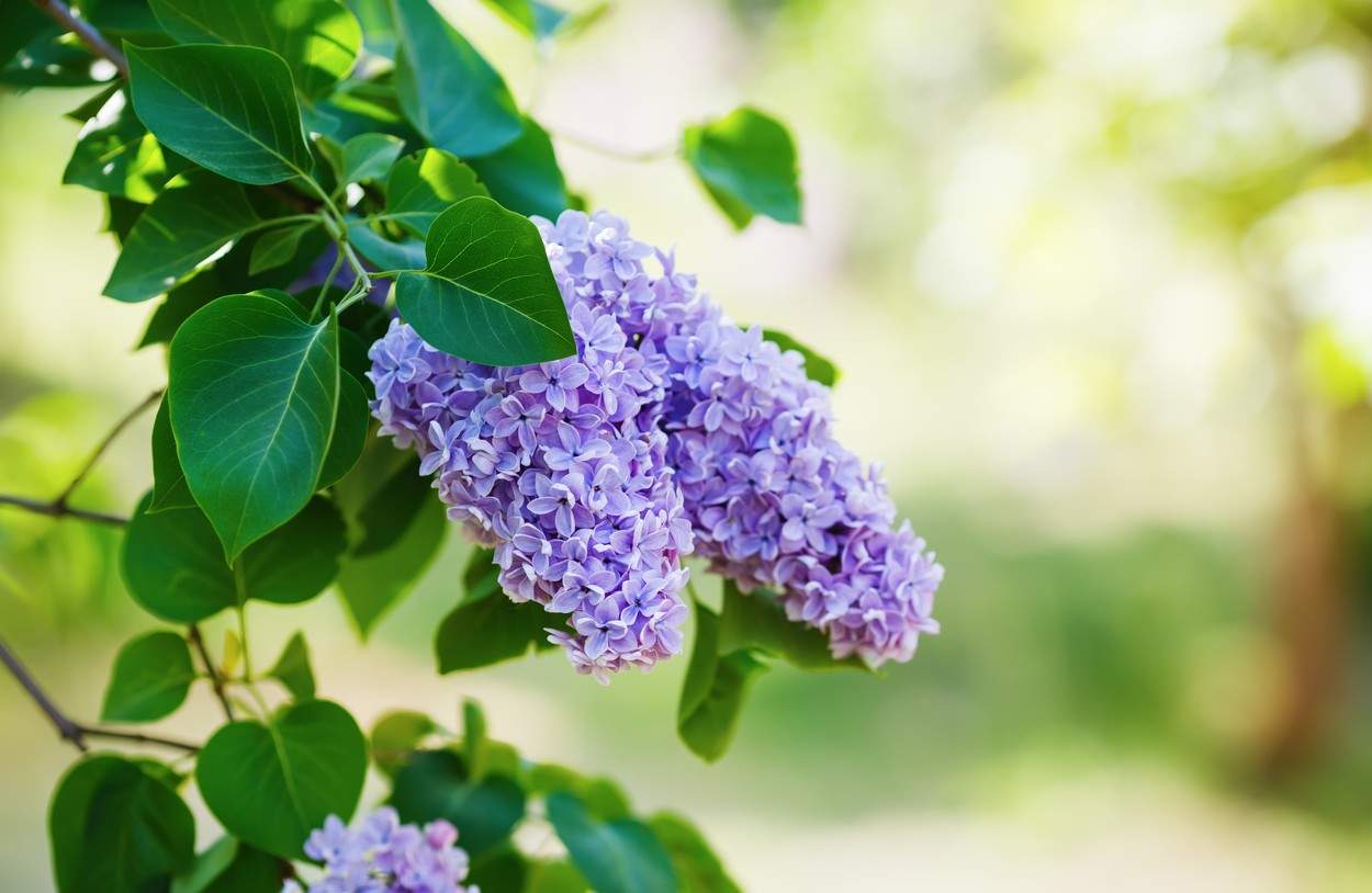 La ce sunt bune florile de liliac. Aceste plante aduc proprietăți ...