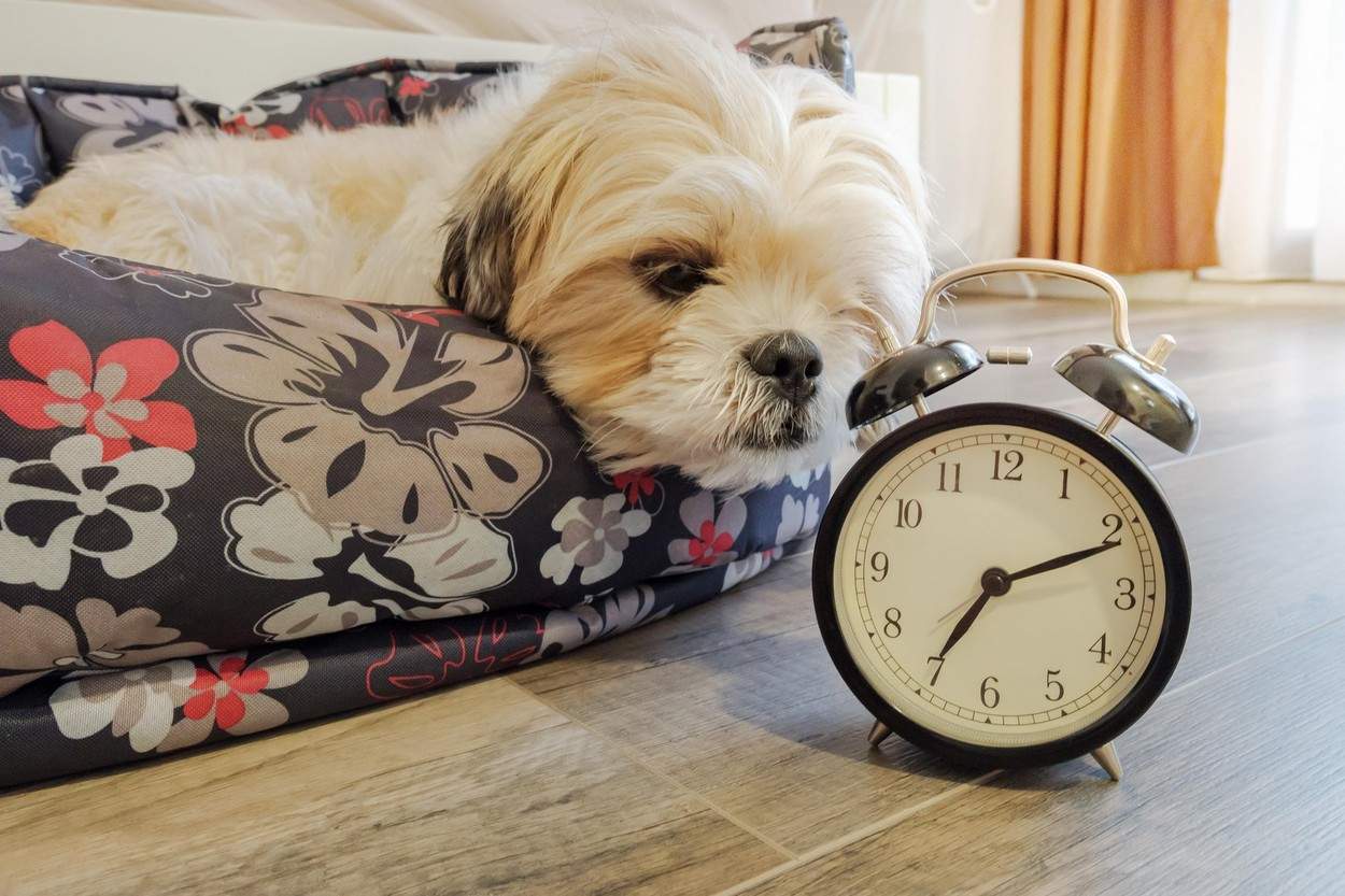 Cum percep câinii timpul. Nu mulți iubitori de animale de companie știu ...