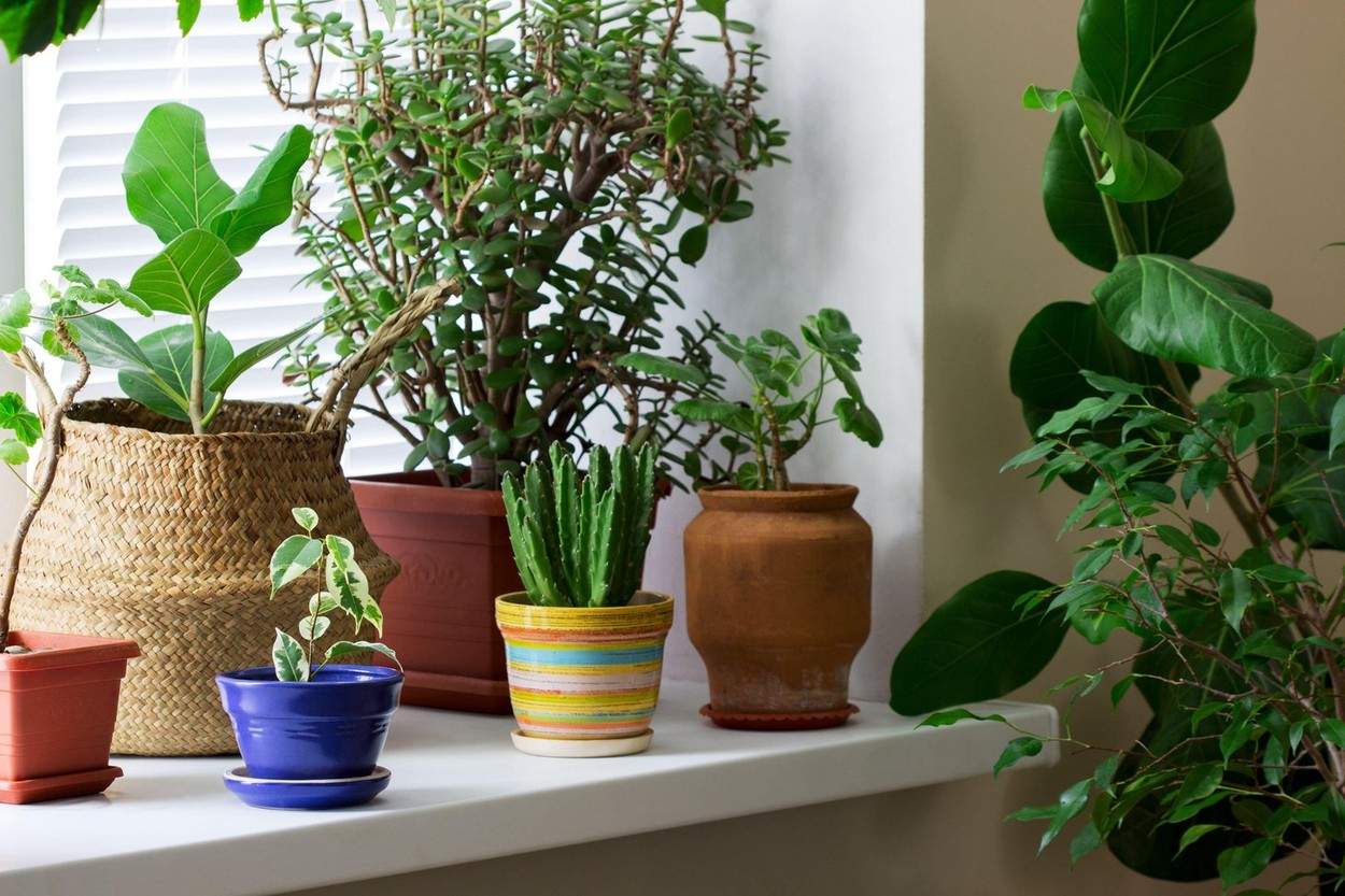 Planta care te scapă de datorii și aduce noroc în casă. Este cunoscută ...