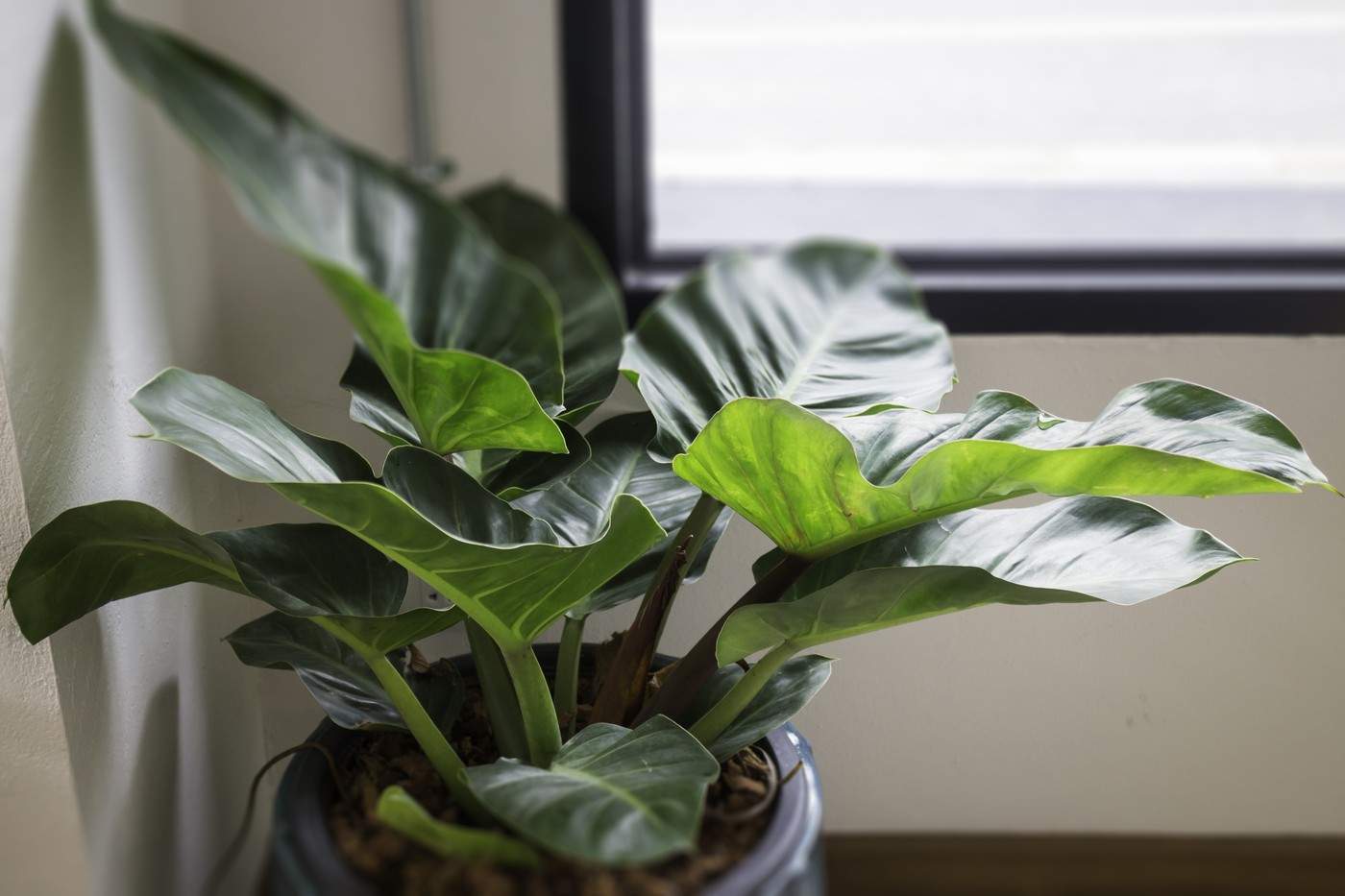 Planta care îți aduce noroc la bani în luna martie. Ce trebuie să ai ...