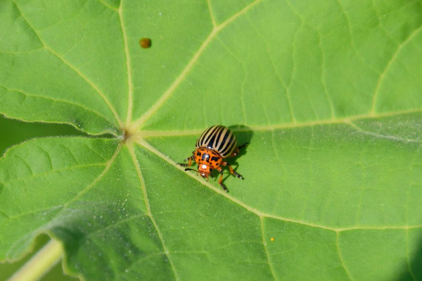 Ce plantă îți poate umple casa de gândaci. Nu ar trebui să o ai în ...