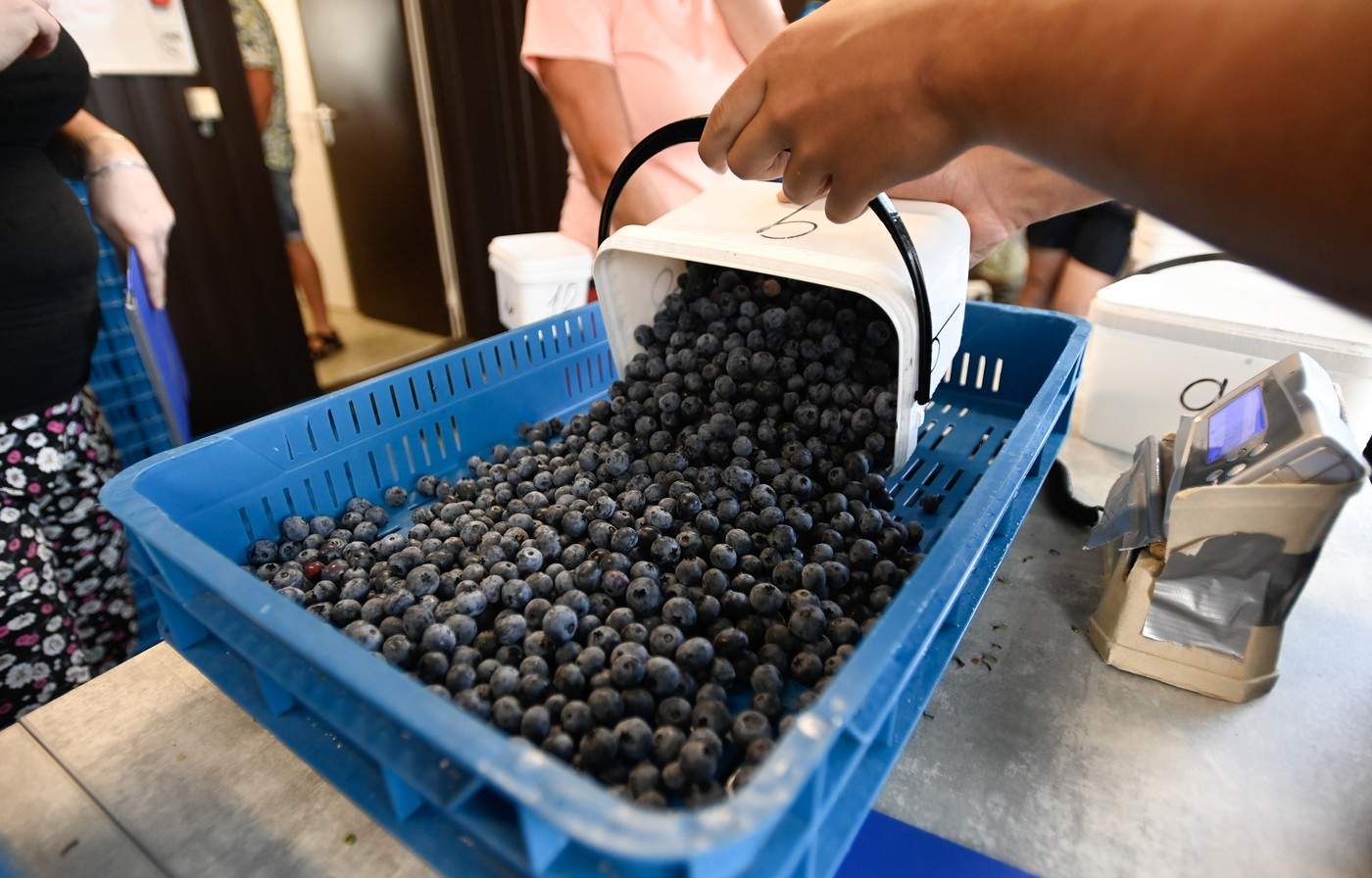 Cu cât se vinde "aurul negru" al munţilor în piețele din România ...