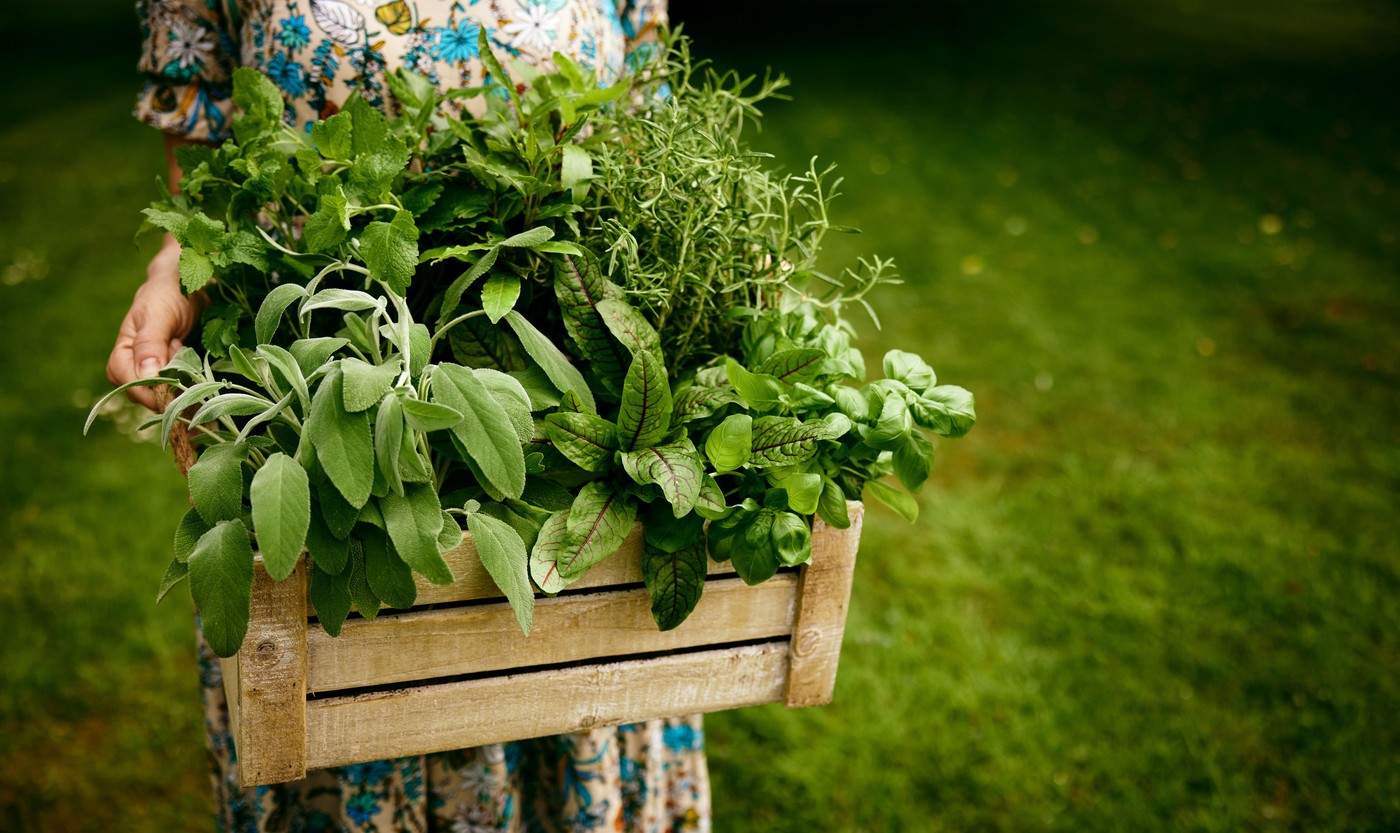 Planta miraculoasă care aduce noroc și bunăstare în casă. Mai mult, are ...