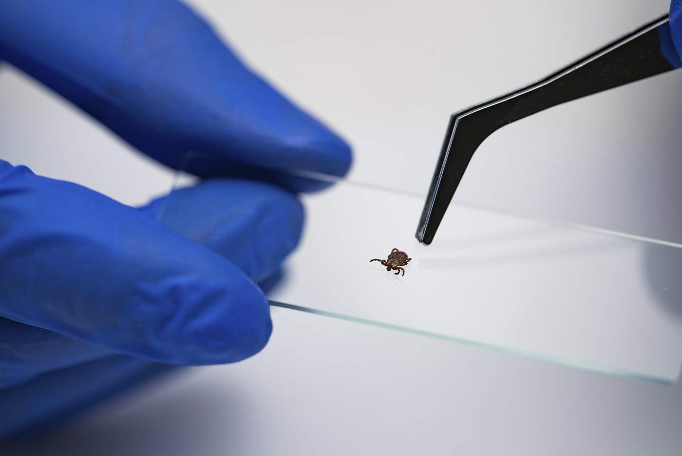 Alertă! Căpușele transmit tulpini rare și periculoase de Lyme. Când ...